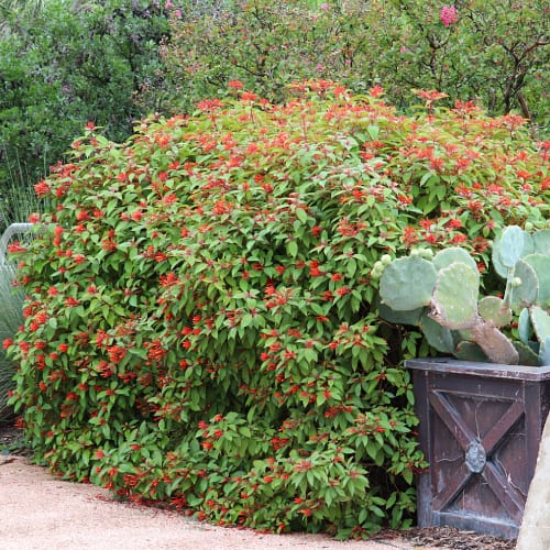 10 Best Native Shrubs for Florida Gardens - Pond Informer