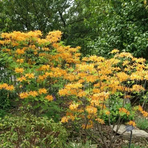 10 Best Native Shrubs for Florida Gardens - Pond Informer