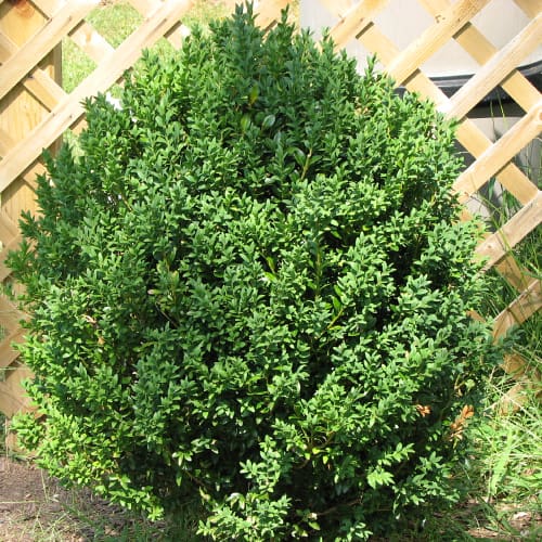 10 Best Native Shrubs for Florida Gardens - Pond Informer