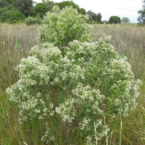 10 Best Native Shrubs for Florida Gardens - Pond Informer