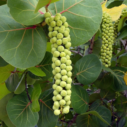 10 Best Native Shrubs for Florida Gardens - Pond Informer