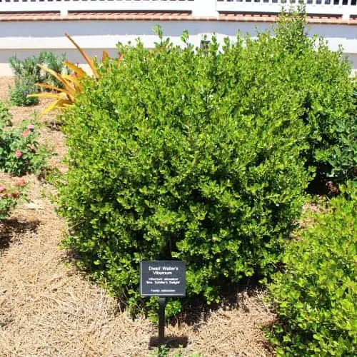 10 Best Native Shrubs for Florida Gardens - Pond Informer