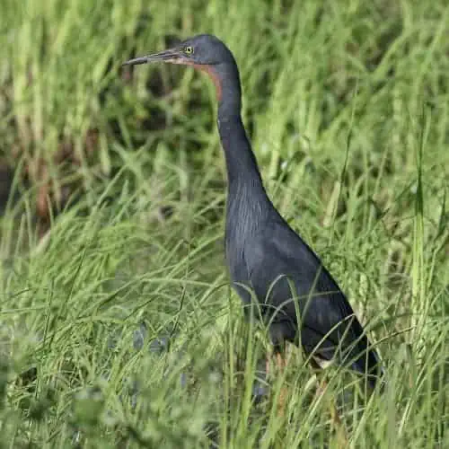 Herons vs. Egrets - What's the Difference? - Pond Informer Herons vs. Egrets - What's the Difference? - Pond Informer
