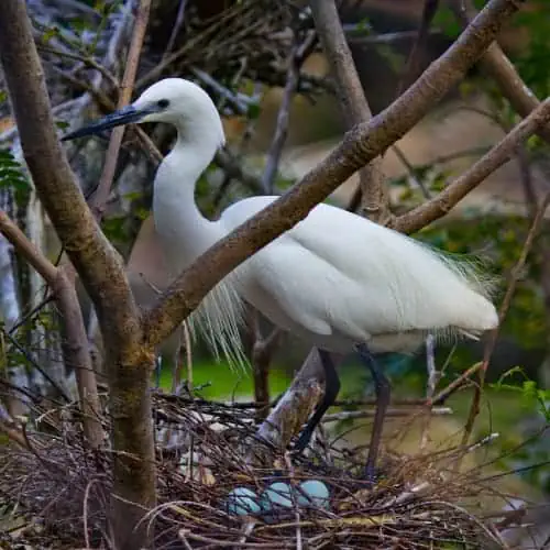 Herons vs. Egrets - What's the Difference? - Pond Informer Herons vs. Egrets - What's the Difference? - Pond Informer