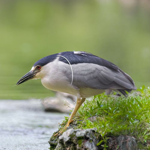 Herons vs. Egrets - What's the Difference? - Pond Informer Herons vs. Egrets - What's the Difference? - Pond Informer