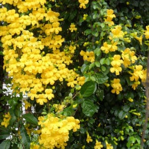 30 Most Invasive Plants in Texas (ID + Pictures) - Pond Informer