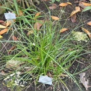 30 Most Invasive Plants in Texas (ID + Pictures) - Pond Informer