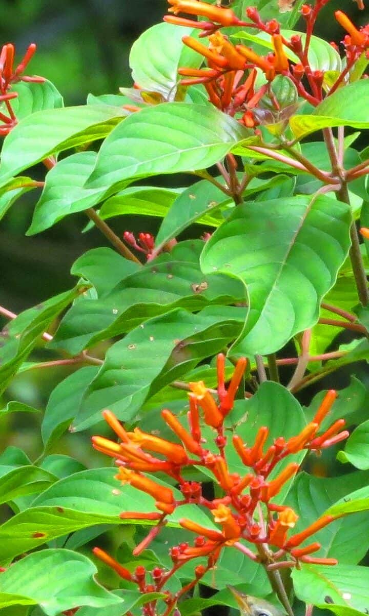 10 Best Native Shrubs for Florida Gardens