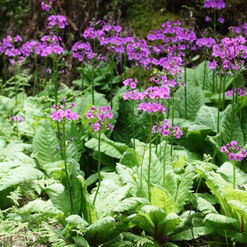 15 Best Perennials to Plant Around Trees (Top Picks) - Pond Informer