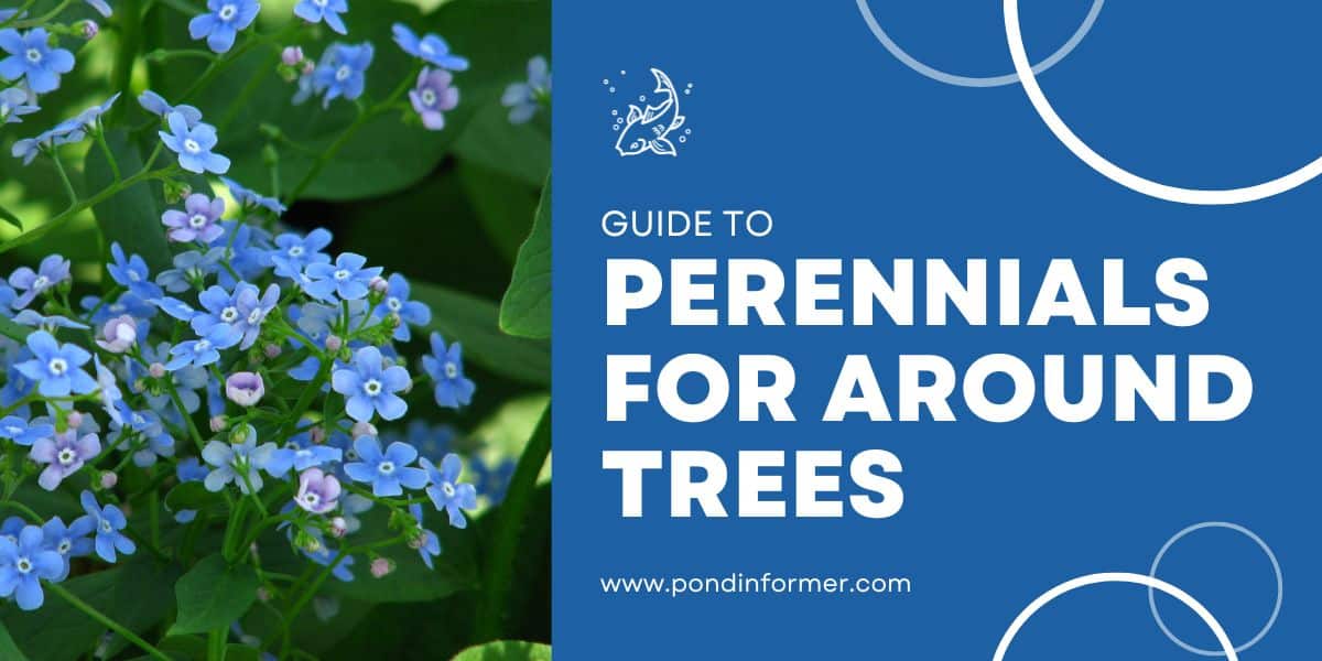 15 Best Perennials to Plant Around Trees (Top Picks) - Pond Informer