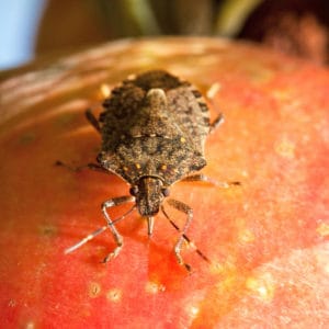 10 Plants That Repel Stink Bugs (Plants They Hate) - Pond Informer