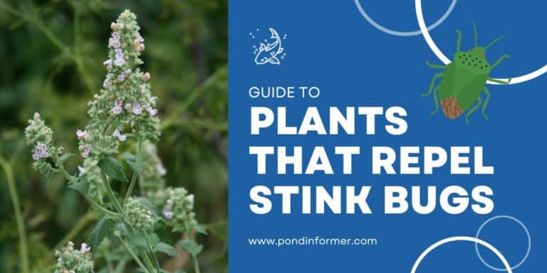 10 Plants That Repel Stink Bugs 2023 [Plants They Hate] - Pond Informer