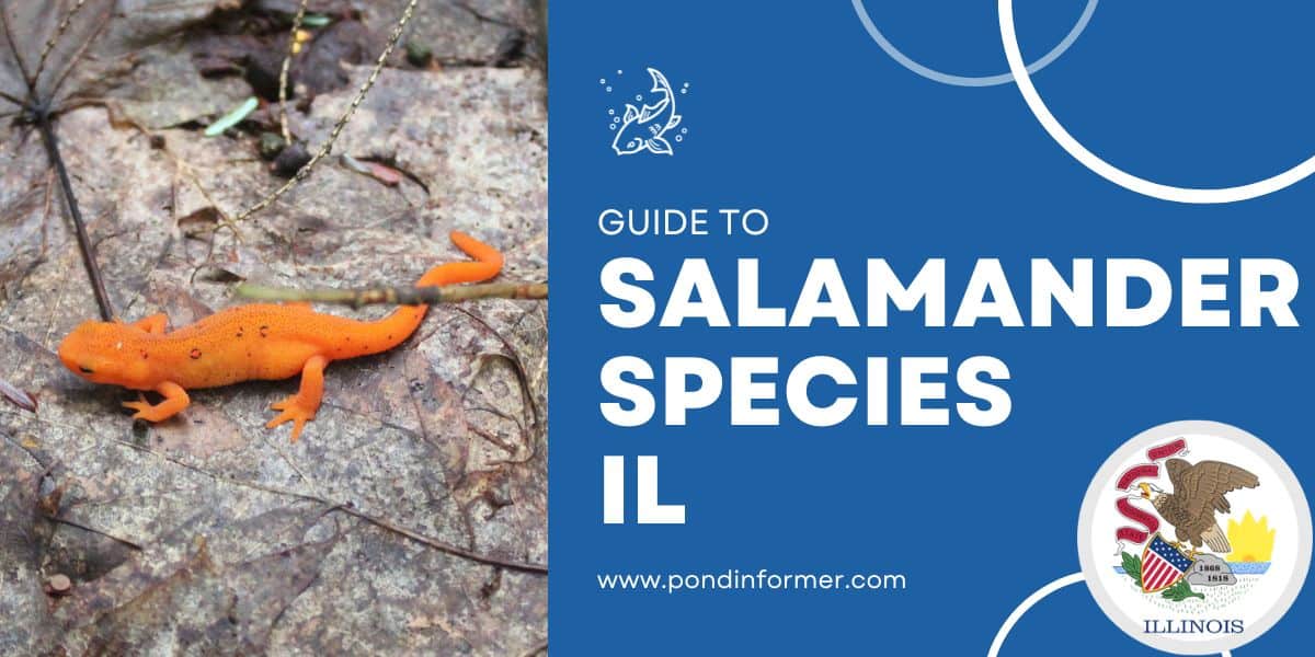 List of Salamander Species in Illinois 2023 (ID + Pics) - Pond Informer