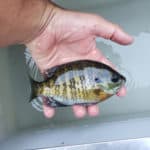 Fish Species in the Sam Rayburn Reservoir 2024 - Pond Informer