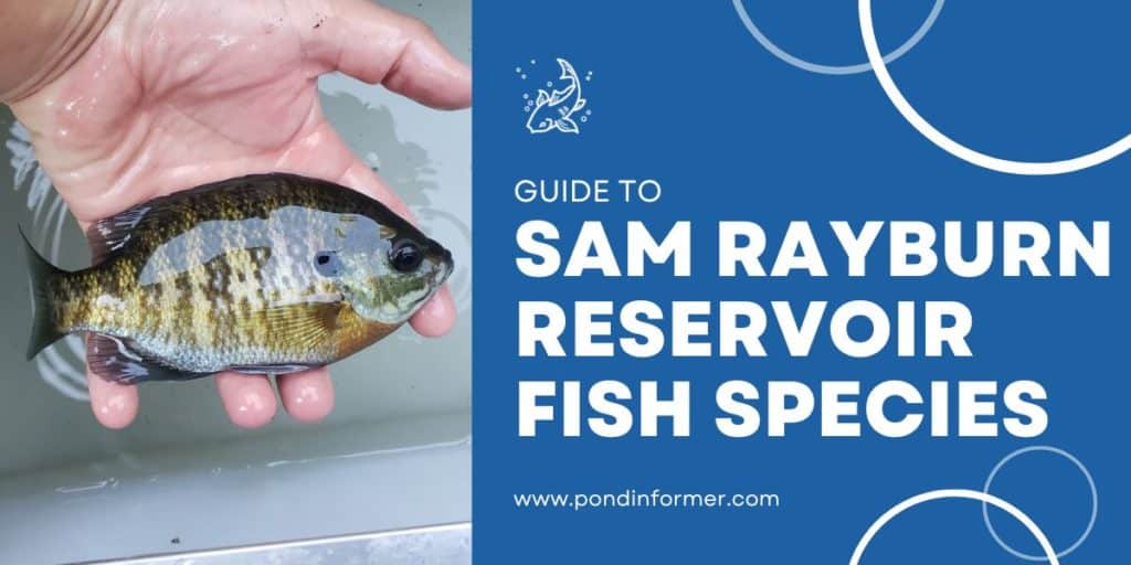 Fish Species in the Sam Rayburn Reservoir 2023 [Updated] - Pond Informer
