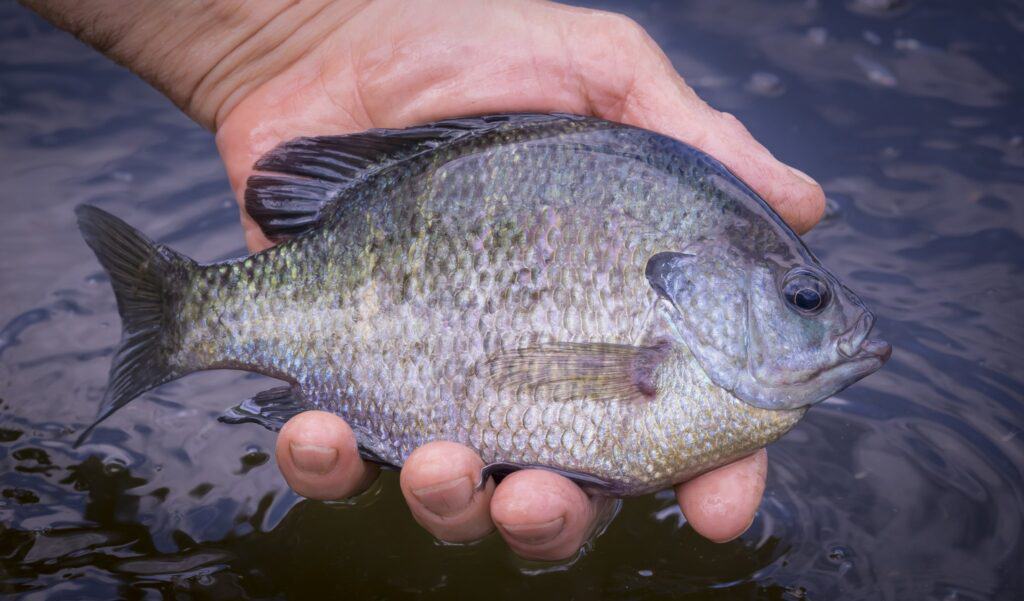 Fish Species in the Sam Rayburn Reservoir 2024 - Pond Informer