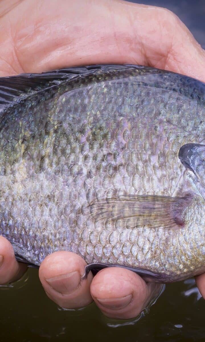 Fish Species in the Sam Rayburn Reservoir (ID + Pics)