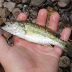 Fish Species in the Sam Rayburn Reservoir 2024 - Pond Informer