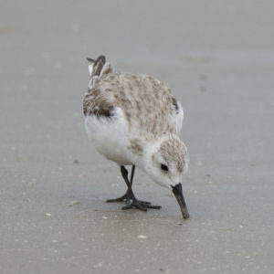 35 Must-See Water Birds in South Carolina 2023 (ID + Pictures) - Pond ...