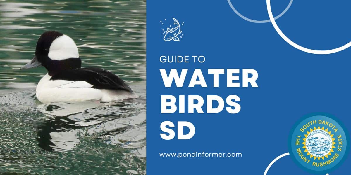 26 Must-See Water Birds in South Dakota (ID + Pictures) - Pond Informer