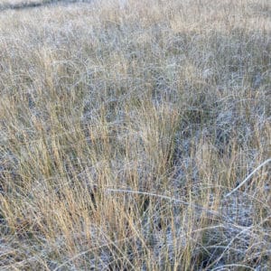 28 Wetland Plants in Wisconsin (Updated) - Pond Informer