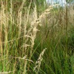 28 Wetland Plants in Wisconsin (Updated) - Pond Informer