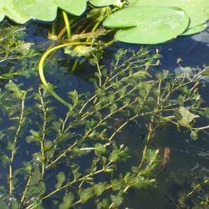 28 Wetland Plants in Wisconsin (Updated) - Pond Informer