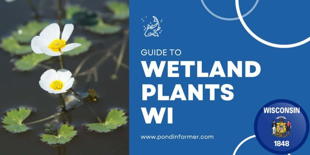 28 Wetland Plants in Wisconsin 2023 [Updated] - Pond Informer