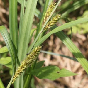 28 Wetland Plants in Wisconsin (Updated) - Pond Informer