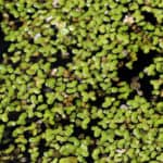 28 Wetland Plants in Wisconsin (Updated) - Pond Informer