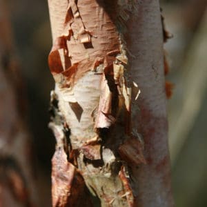 28 Wetland Plants in Wisconsin (Updated) - Pond Informer