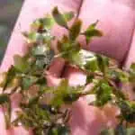 28 Wetland Plants in Wisconsin (Updated) - Pond Informer