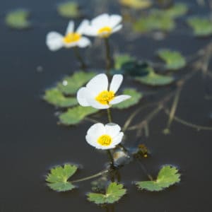 28 Wetland Plants in Wisconsin (Updated) - Pond Informer
