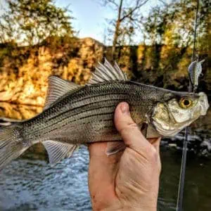 Facts & Guide to White Bass (Morone chrysops) - Pond Informer