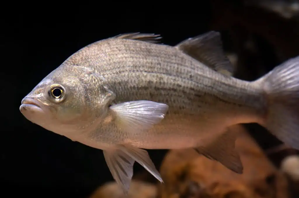 Facts & Guide to White Bass (Morone chrysops) - Pond Informer