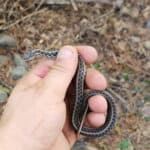 Aquatic & Water Snakes in Rhode Island (ID + Pictures) - Pond Informer