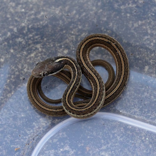 Aquatic & Water Snakes in Rhode Island (ID + Pictures) - Pond Informer