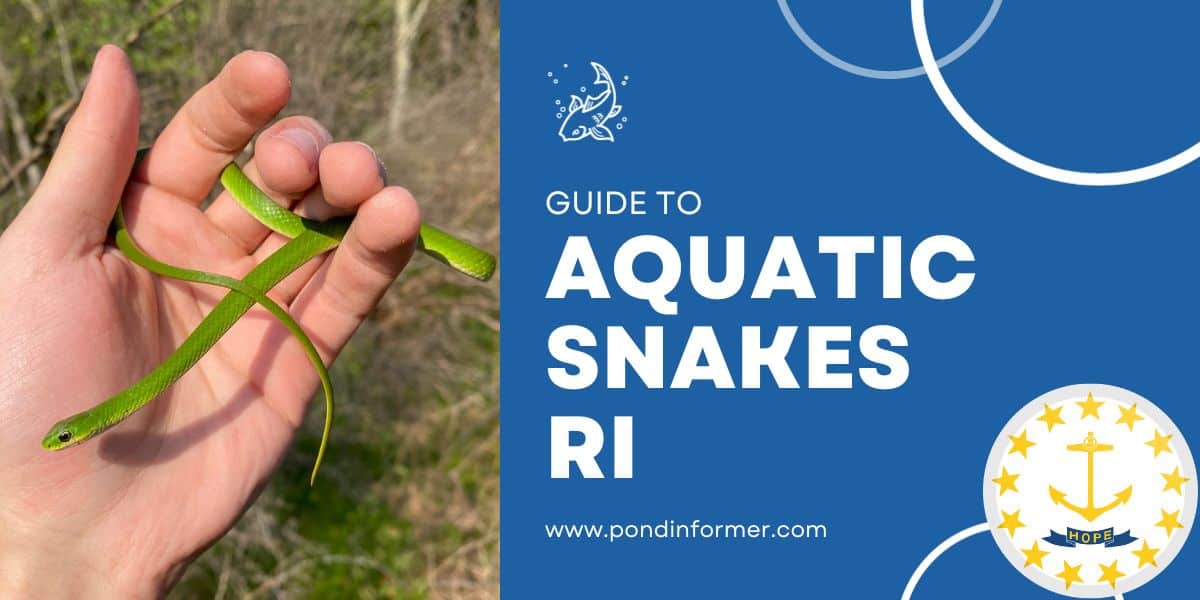 Aquatic & Water Snakes in Rhode Island (ID + Pictures) - Pond Informer