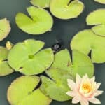 Aquatic & Water Snakes in Rhode Island (ID + Pictures) - Pond Informer