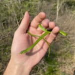 Aquatic & Water Snakes in Rhode Island (ID + Pictures) - Pond Informer