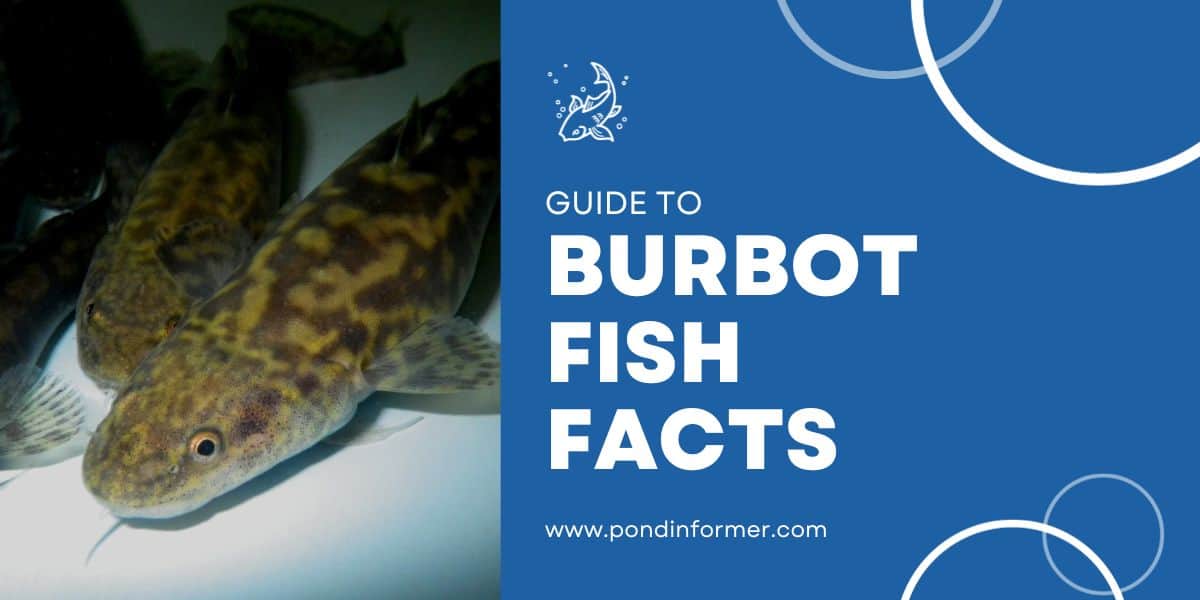 Facts & Guide to Burbot Fish (Lota lota) - Pond Informer