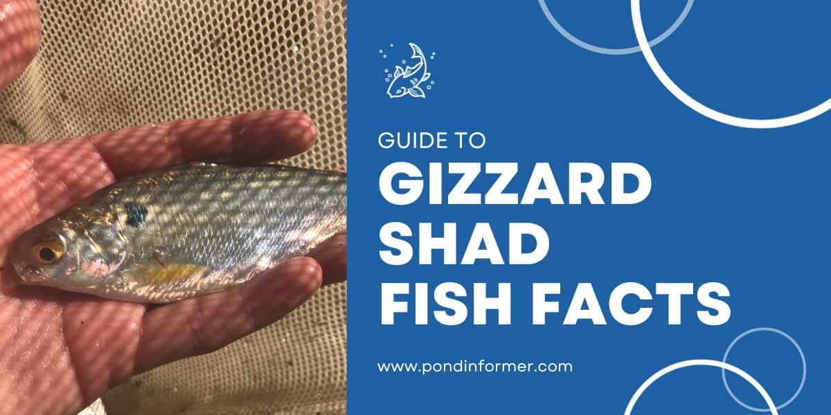 Facts & Guide to Gizzard Shad (Dorosoma cepedianum) - Pond Informer