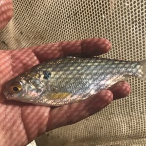 Facts & Guide to Gizzard Shad (Dorosoma cepedianum) - Pond Informer