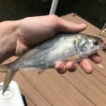 Facts & Guide to Gizzard Shad (Dorosoma cepedianum) - Pond Informer