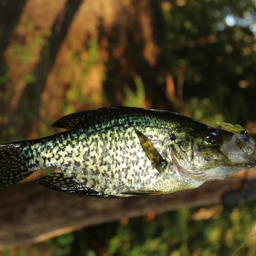 Fish Species in Marion Lake, Minnesota (Updated) - Pond Informer