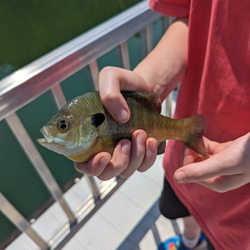 Fish Species in Marion Lake, Minnesota (Updated) - Pond Informer