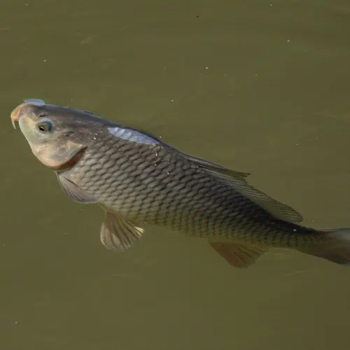 Fish Species in Marion Lake, Minnesota (Updated) - Pond Informer