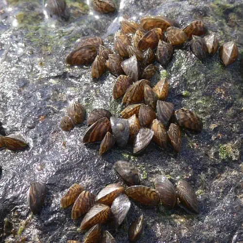 Fish Species in Marion Lake, Minnesota (Updated) - Pond Informer