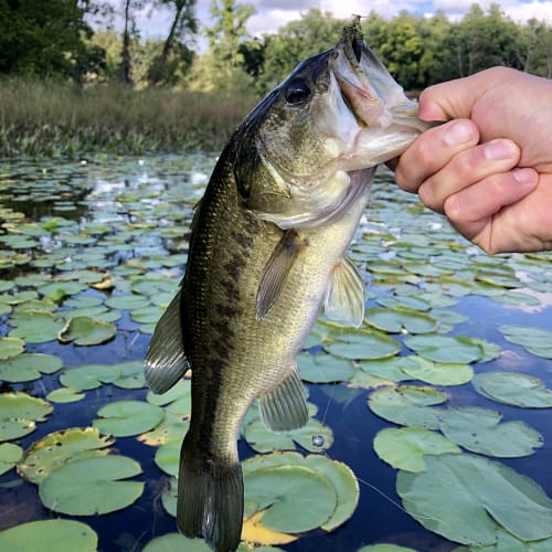 Fish Species in Marion Lake, Minnesota (Updated) - Pond Informer