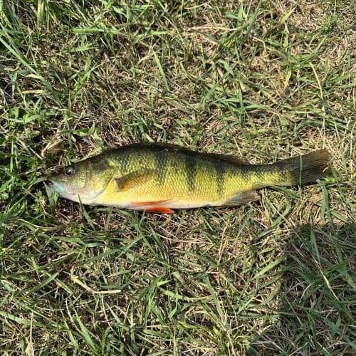 Fish Species in Marion Lake, Minnesota (Updated) - Pond Informer